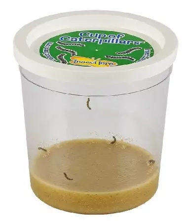 Insect Lore Live Cup of Caterpillar