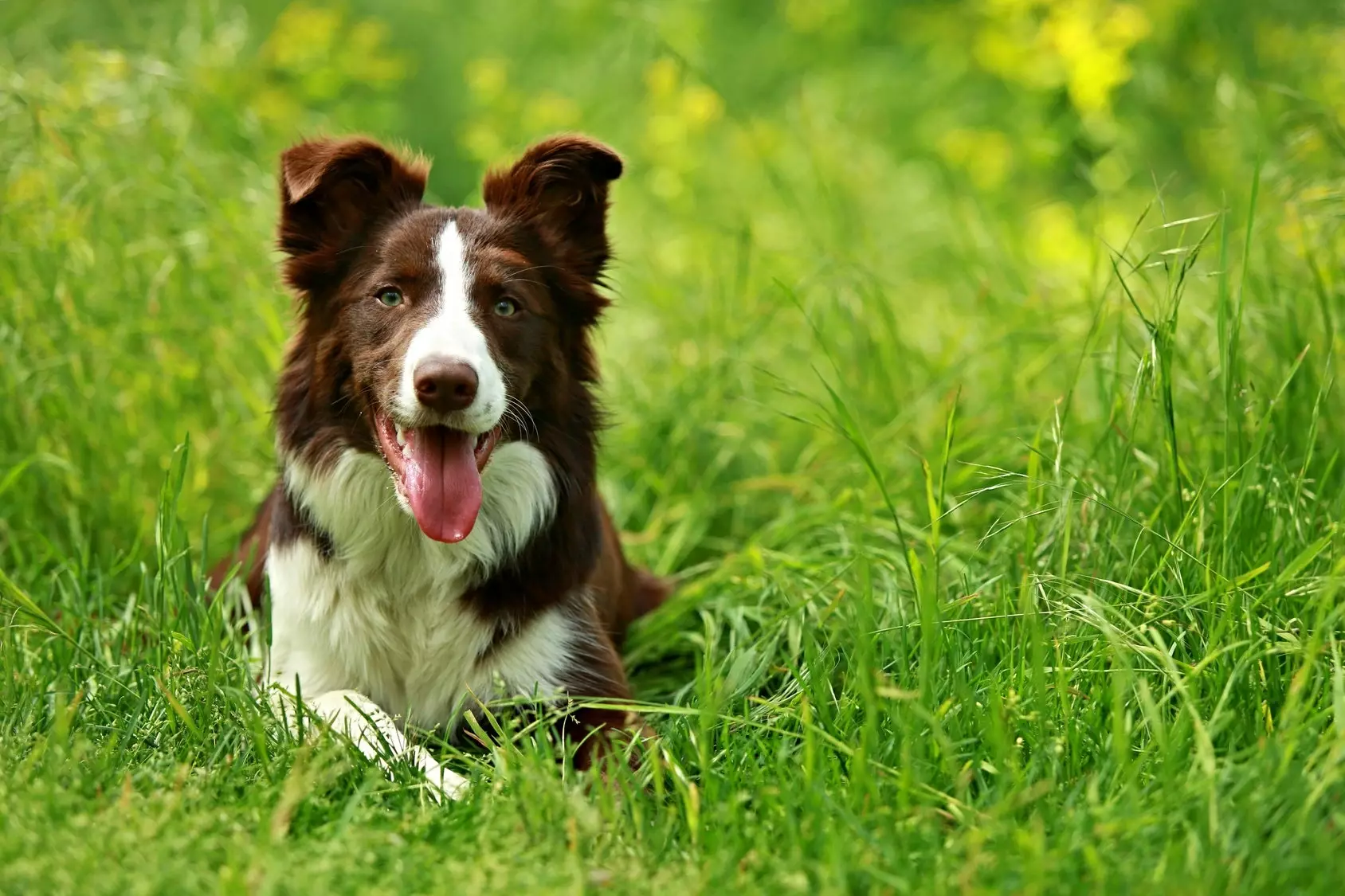 Kieu Naon Anu Kudu Dipigawe Lamun Anjing Anjeun Digigit Reungit