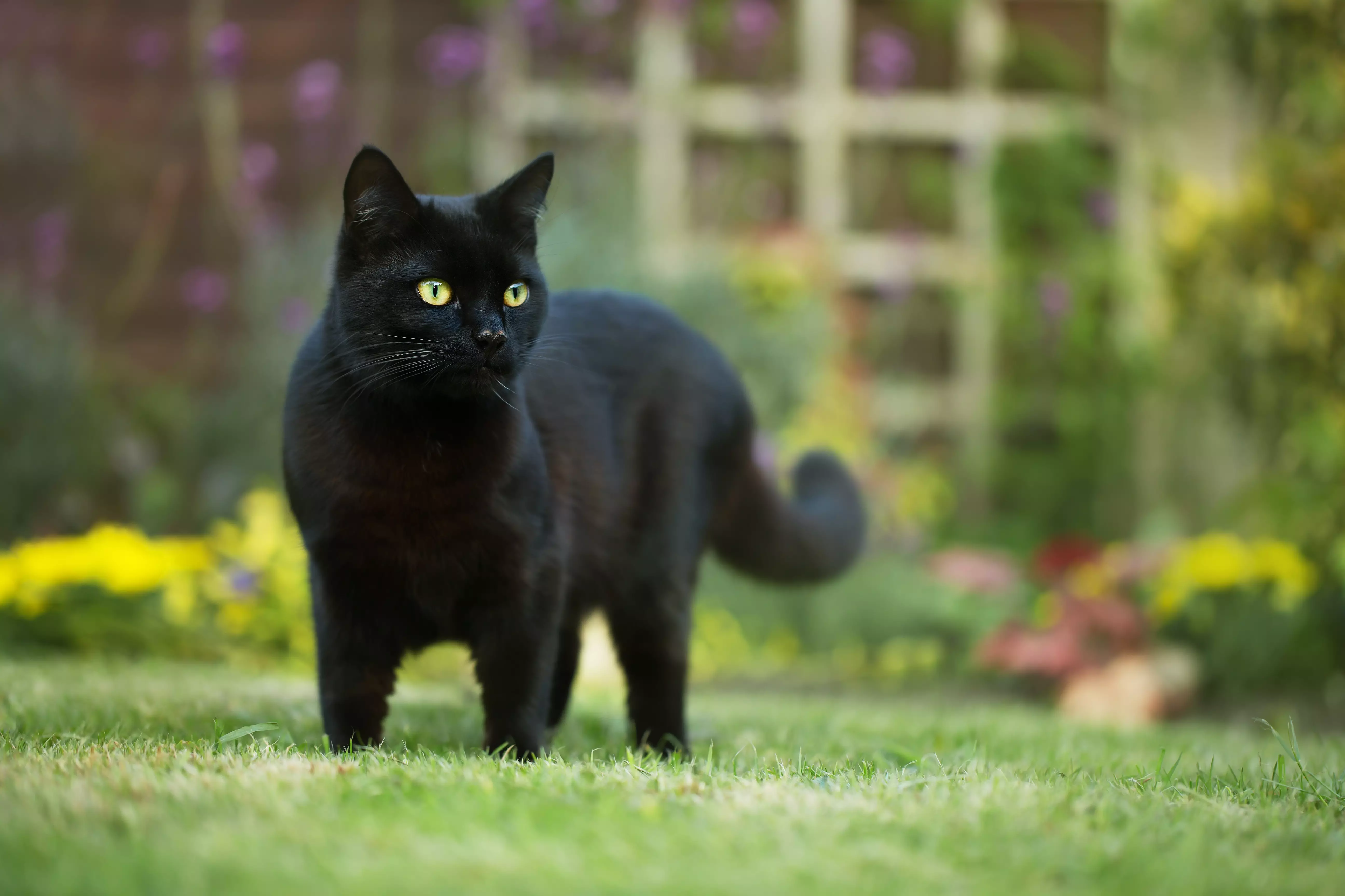 Nahaufnahme einer schwarzen Katze auf dem Rasen im Hinterhof