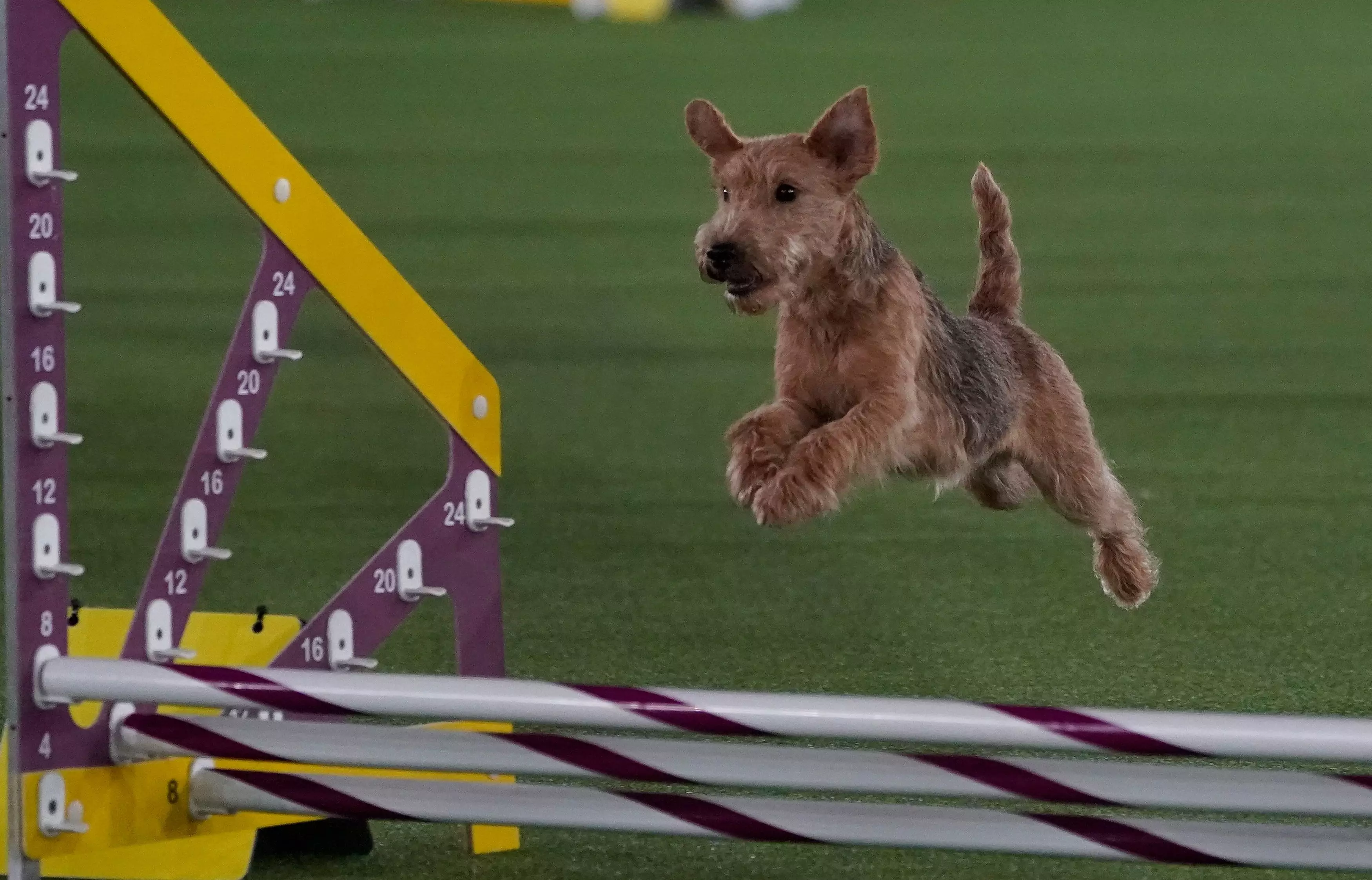 Tudo que as famílias precisam saber sobre a exposição de cães de Westminster deste ano