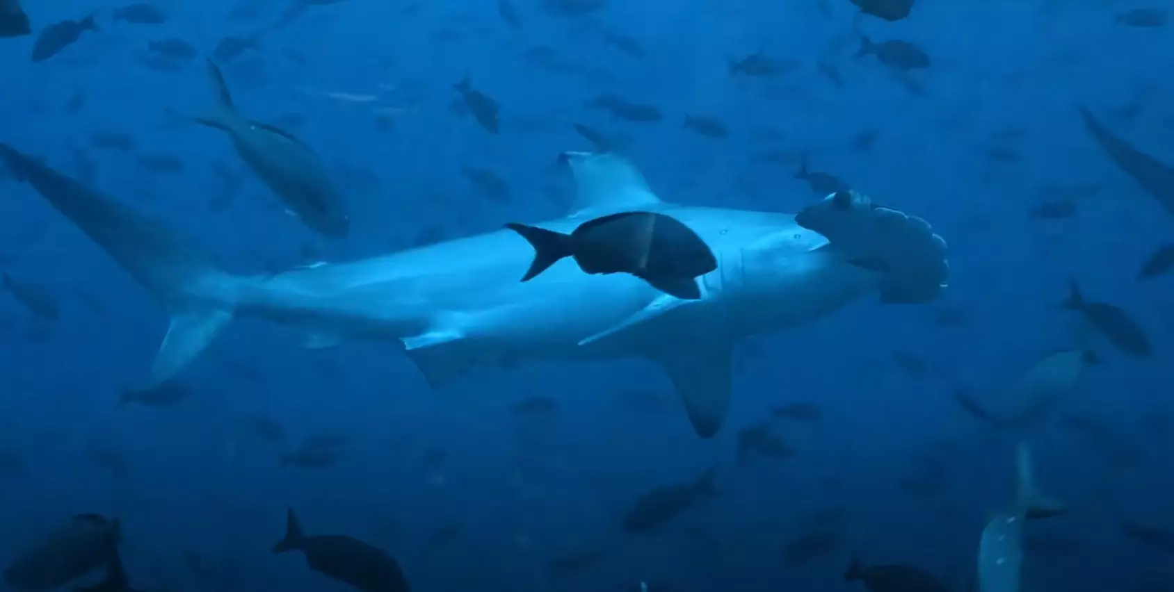 'Galapagos: Realm of Giant Sharks' strømmes på Amazon Prime Video.