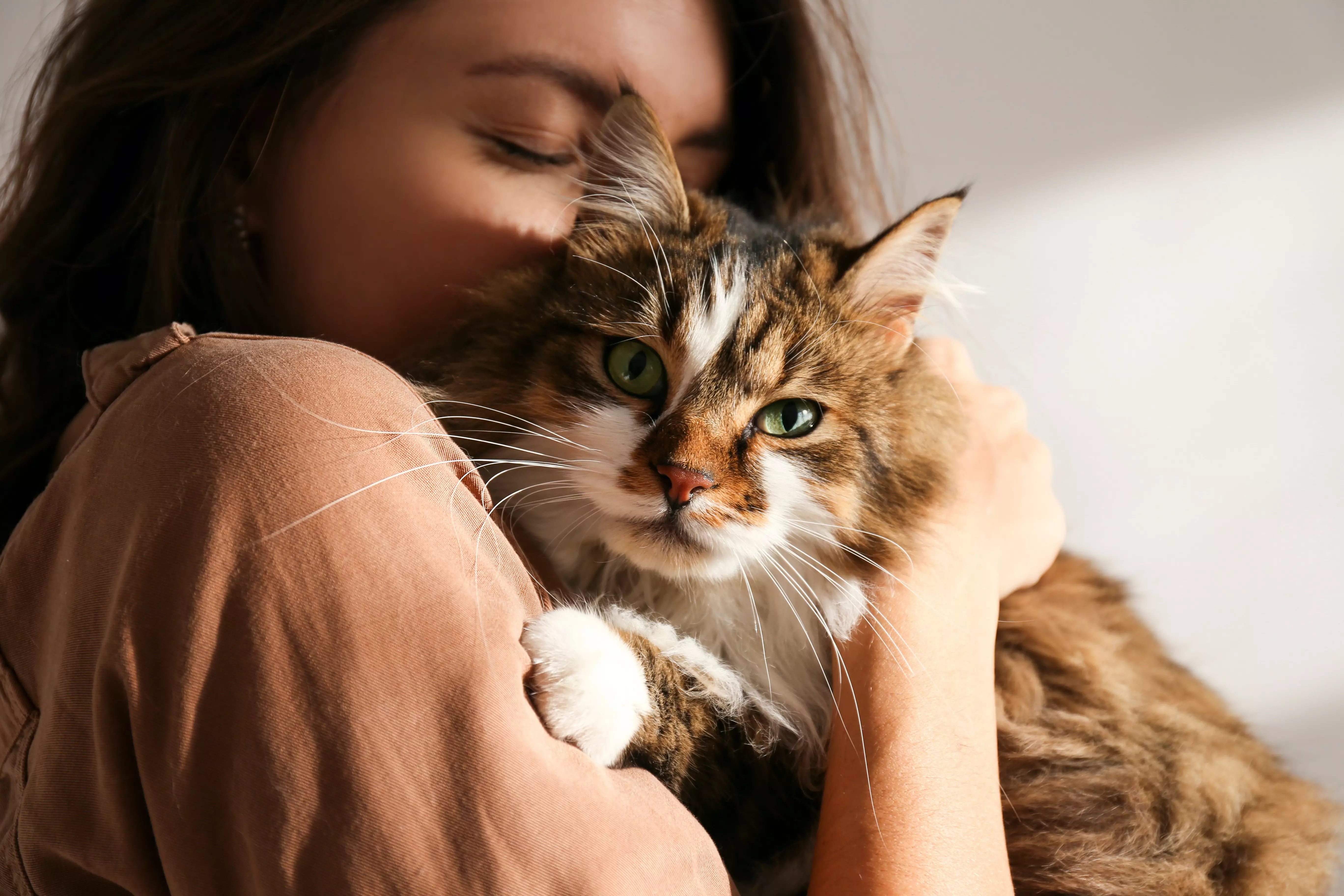 60 perfektných titulkov na uctenie vašej mačky na Medzinárodný deň mačiek